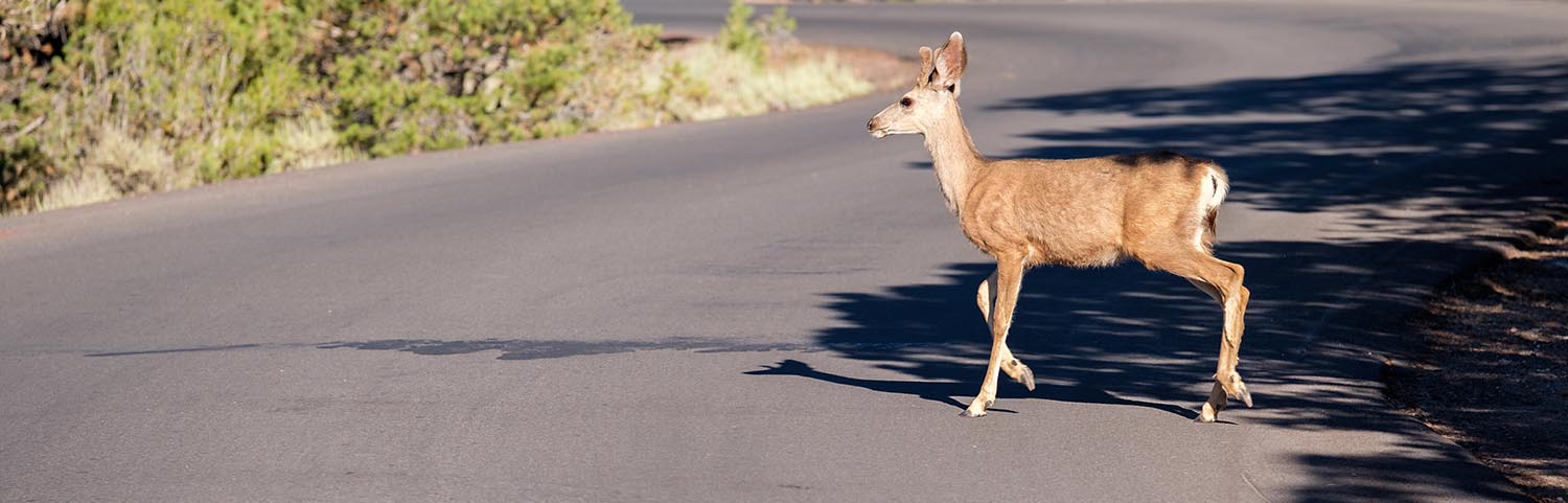 Tips to Avoid Animal-Vehicle Collisions – AAA Exchange